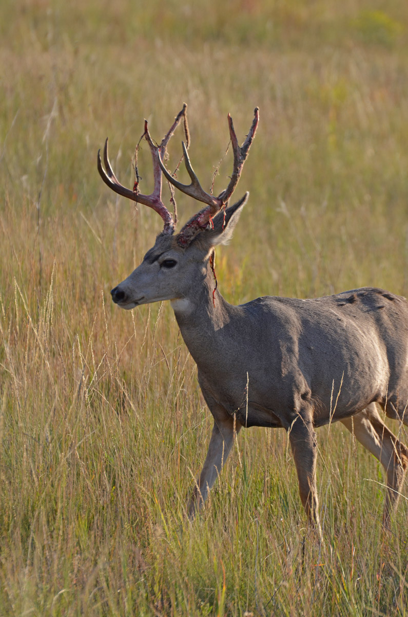 Shedding Velvet - Colorado Outdoors Online