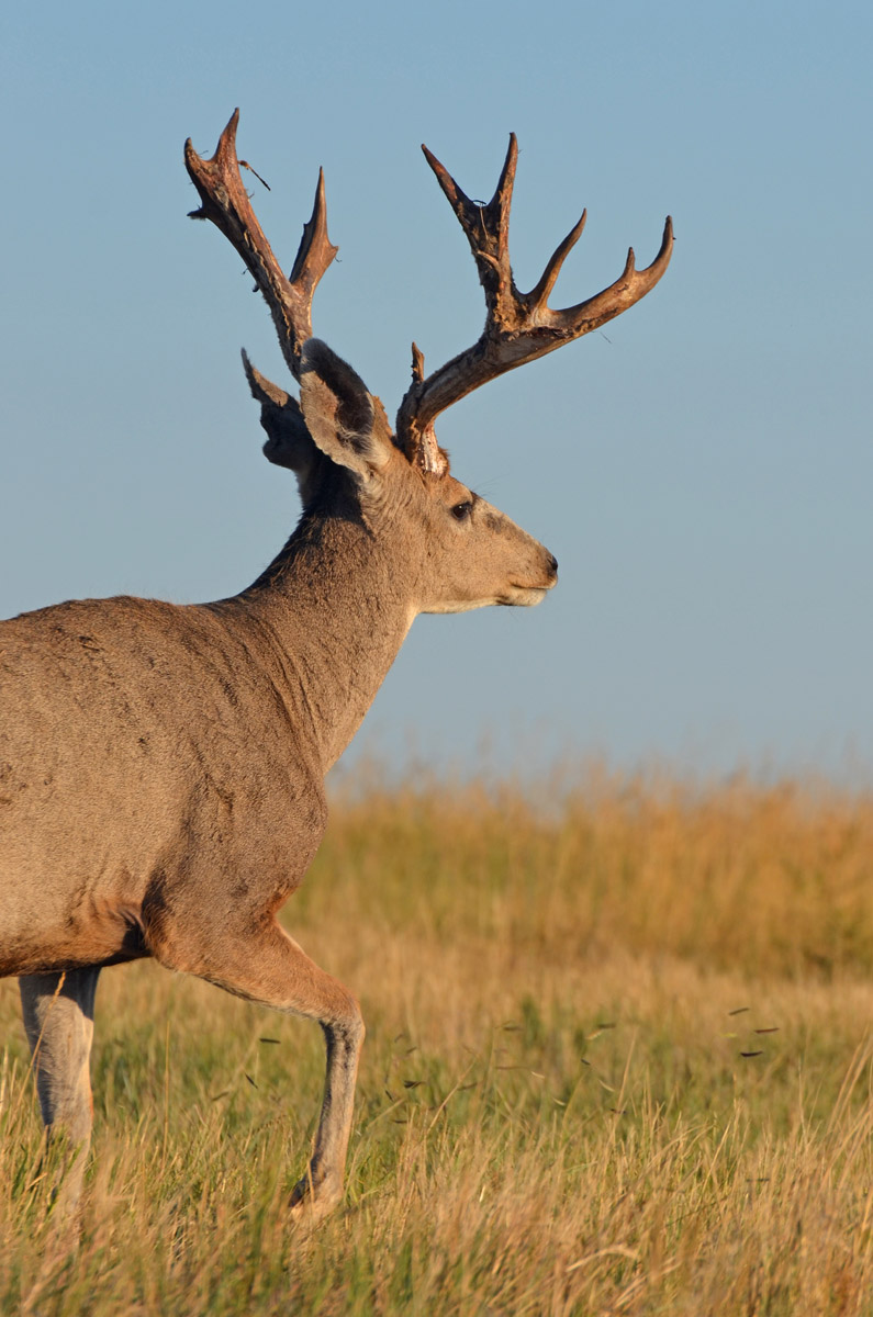 Shedding Velvet - Colorado Outdoors Online