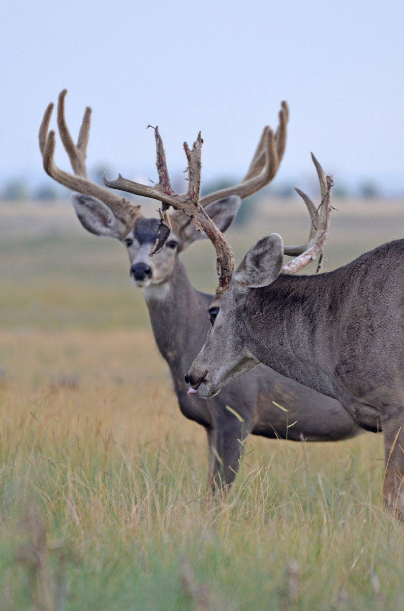 Shedding Velvet - Colorado Outdoors Online