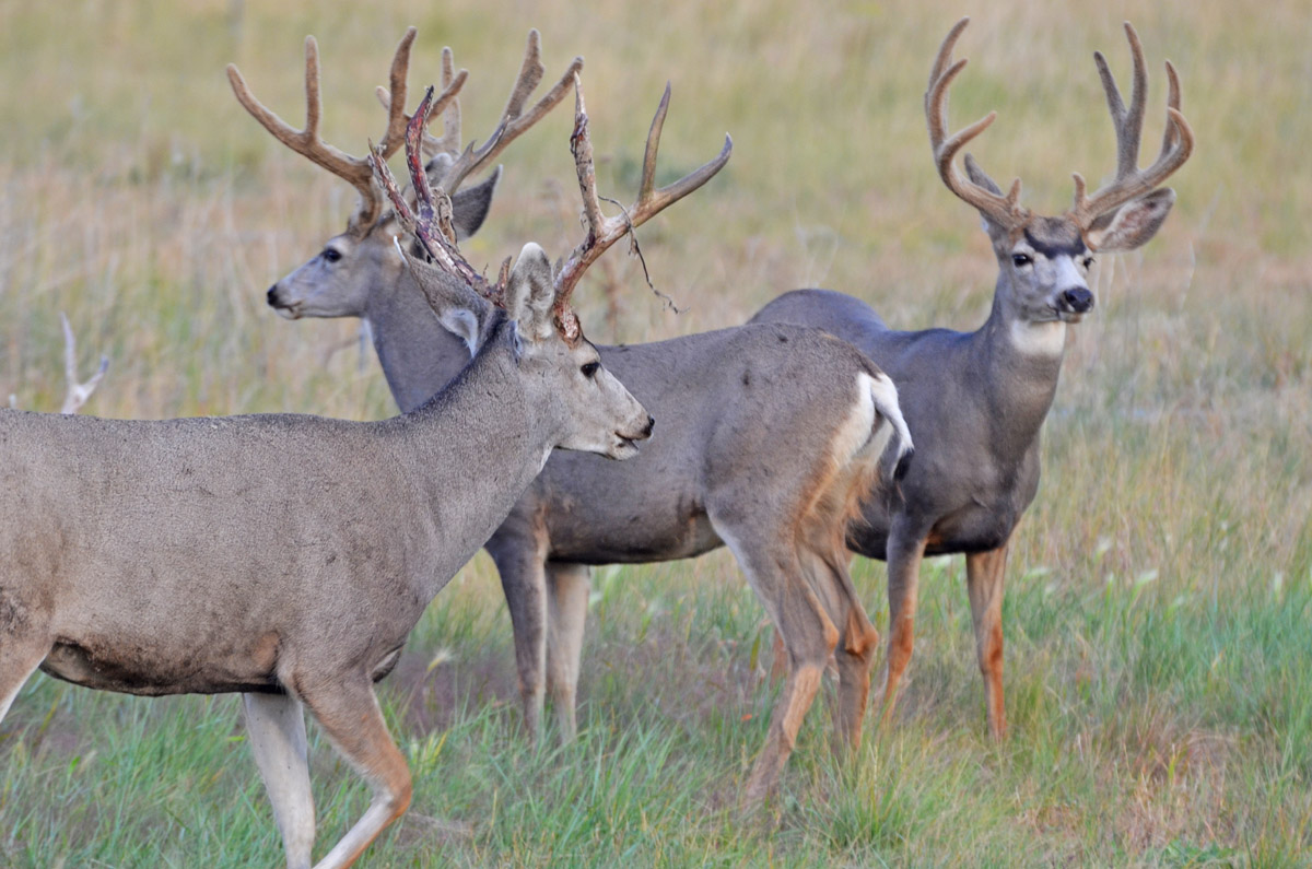 Shedding Velvet - Colorado Outdoors Online
