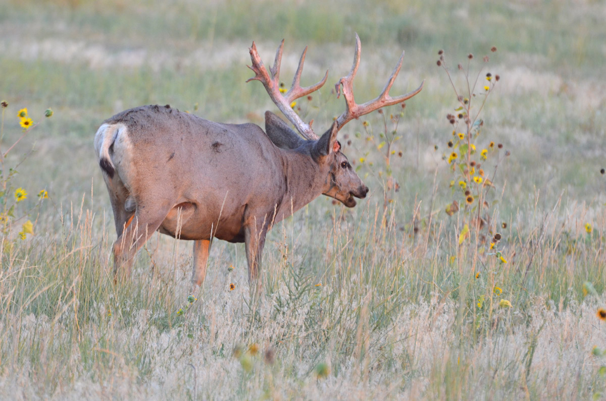 Shedding Velvet - Colorado Outdoors Online