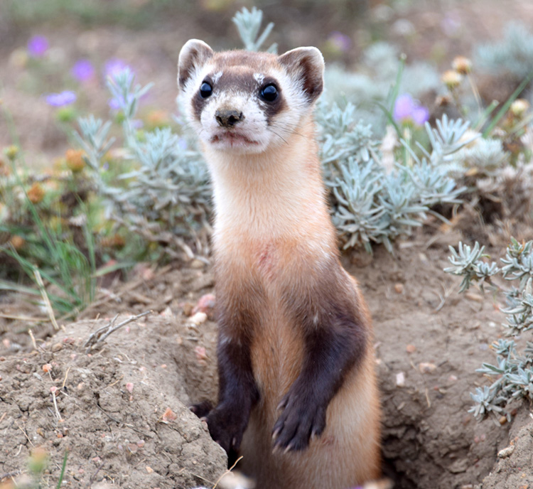 K9 Cash: A Nose for Natural Resources - Colorado Outdoors Online