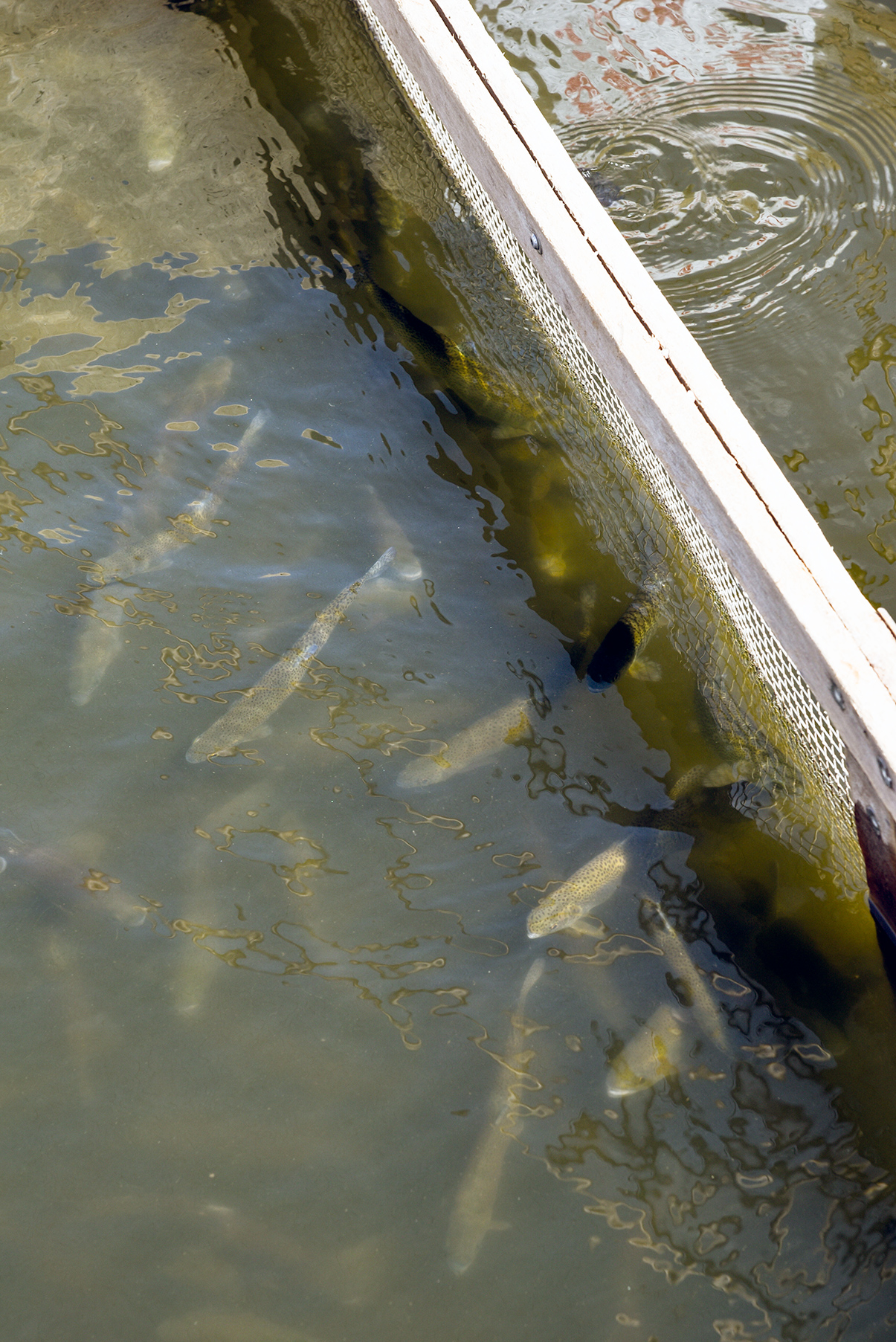 Hands-On at the Hatchery - Colorado Outdoors Online