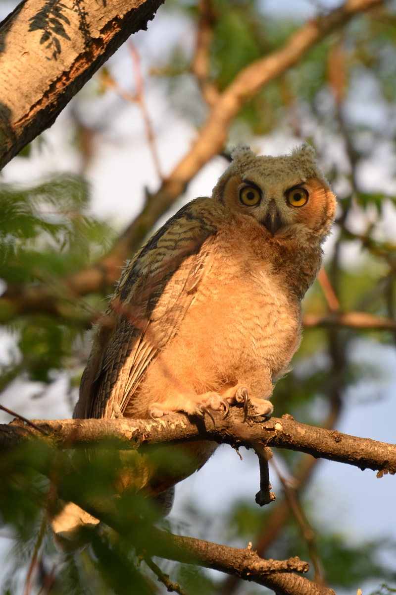 WHAT TO SEE NOW: GREAT HORNED OWLS - Colorado Outdoors Online