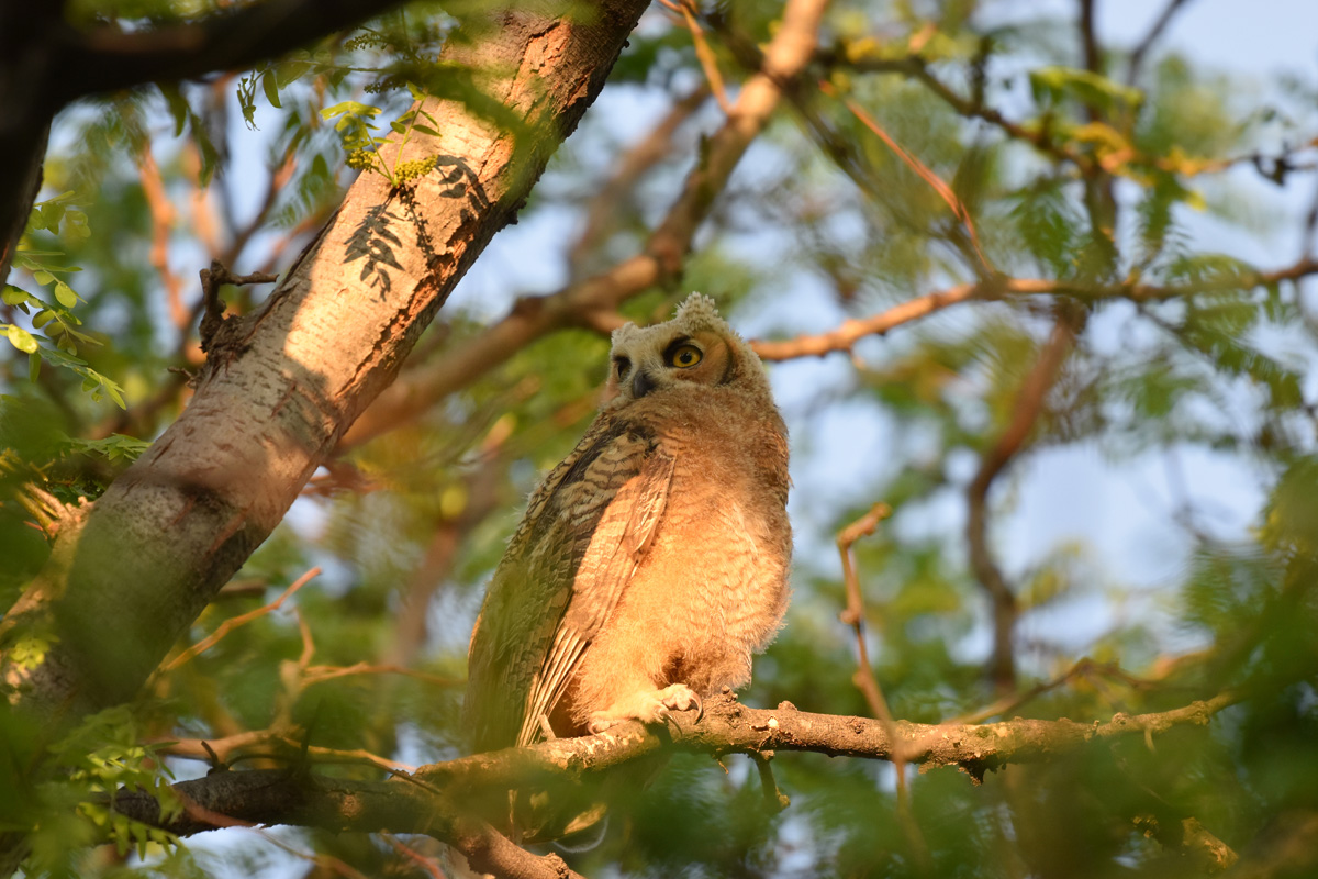 WHAT TO SEE NOW: GREAT HORNED OWLS - Colorado Outdoors Online