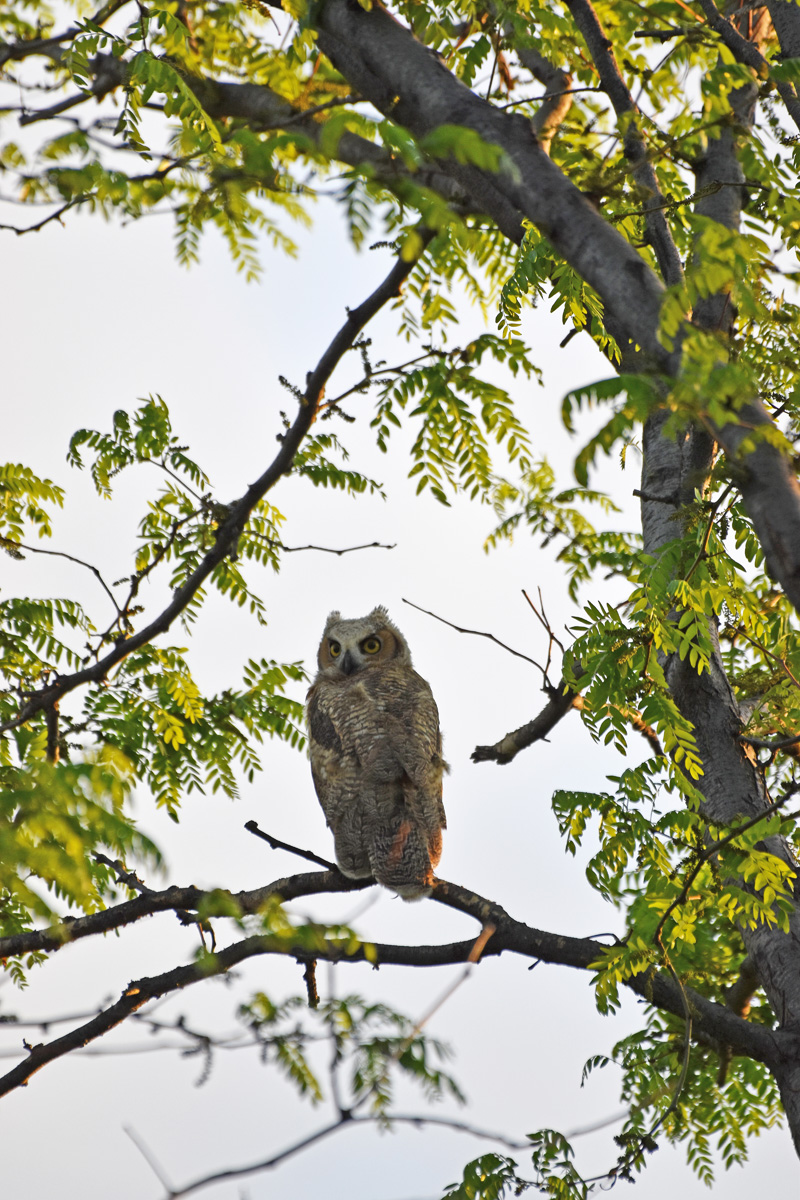 WHAT TO SEE NOW: GREAT HORNED OWLS - Colorado Outdoors Online
