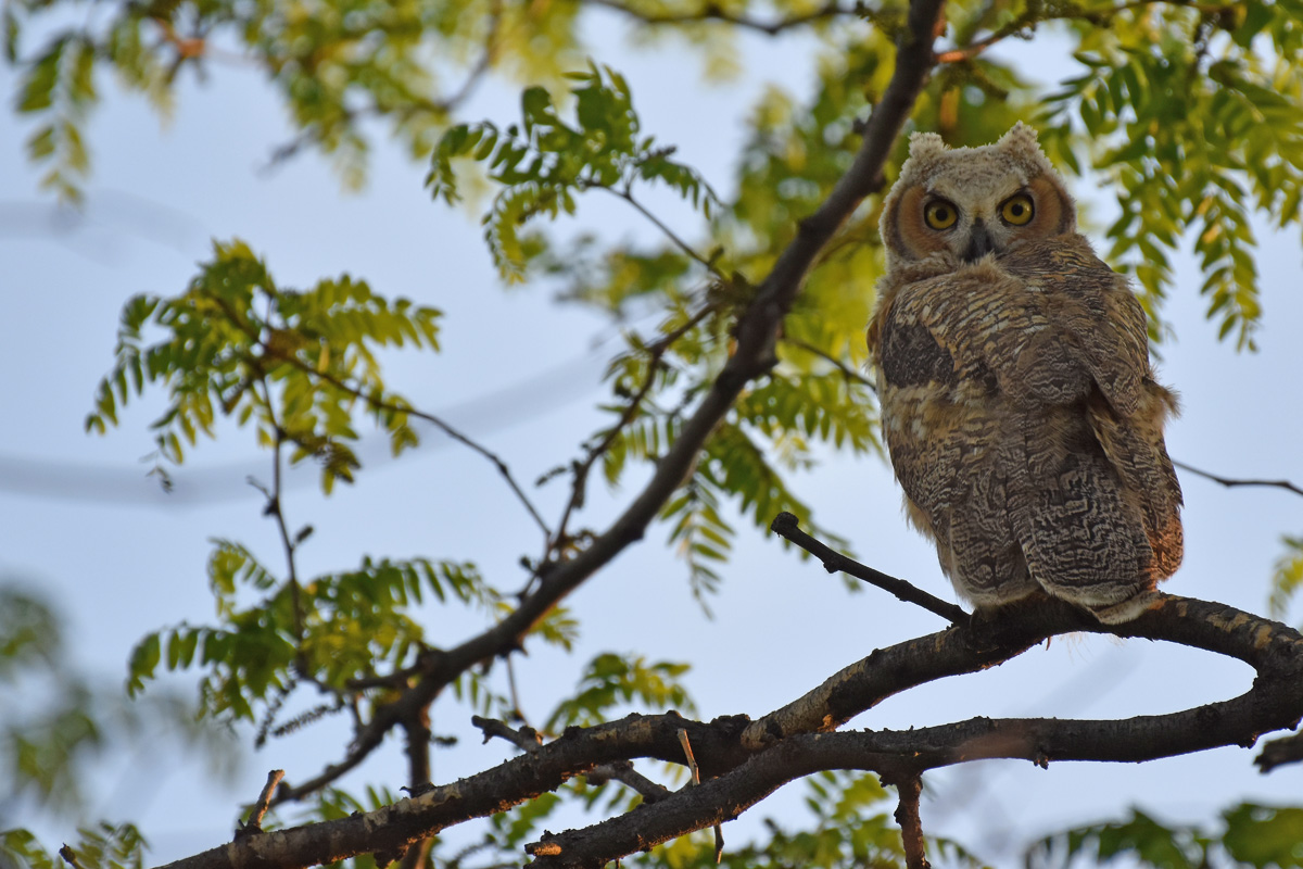 WHAT TO SEE NOW: GREAT HORNED OWLS - Colorado Outdoors Online
