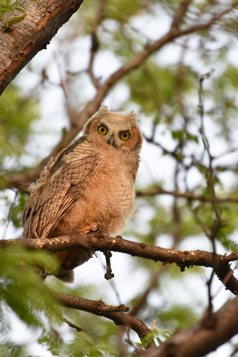 WHAT TO SEE NOW: GREAT HORNED OWLS - Colorado Outdoors Online