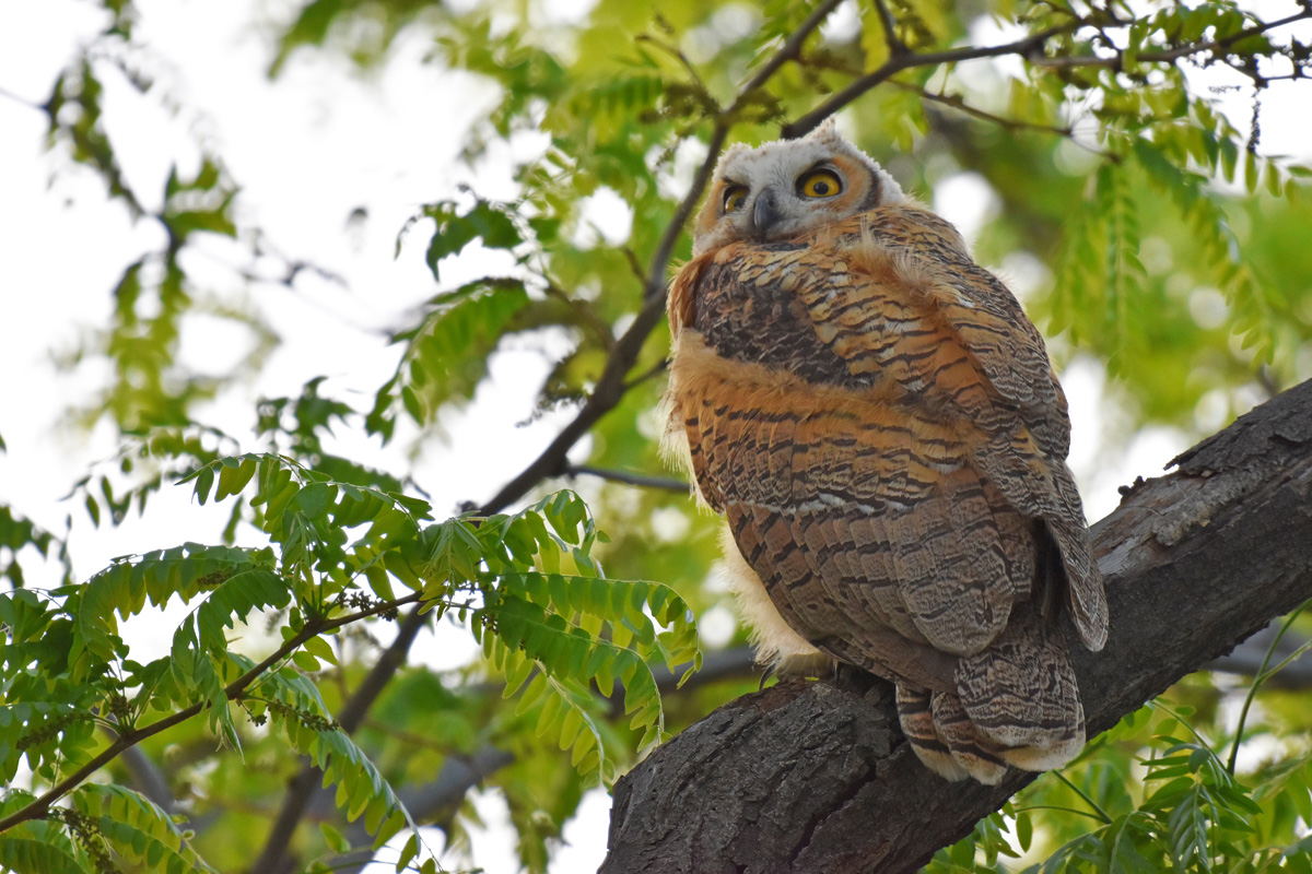 WHAT TO SEE NOW: GREAT HORNED OWLS - Colorado Outdoors Online