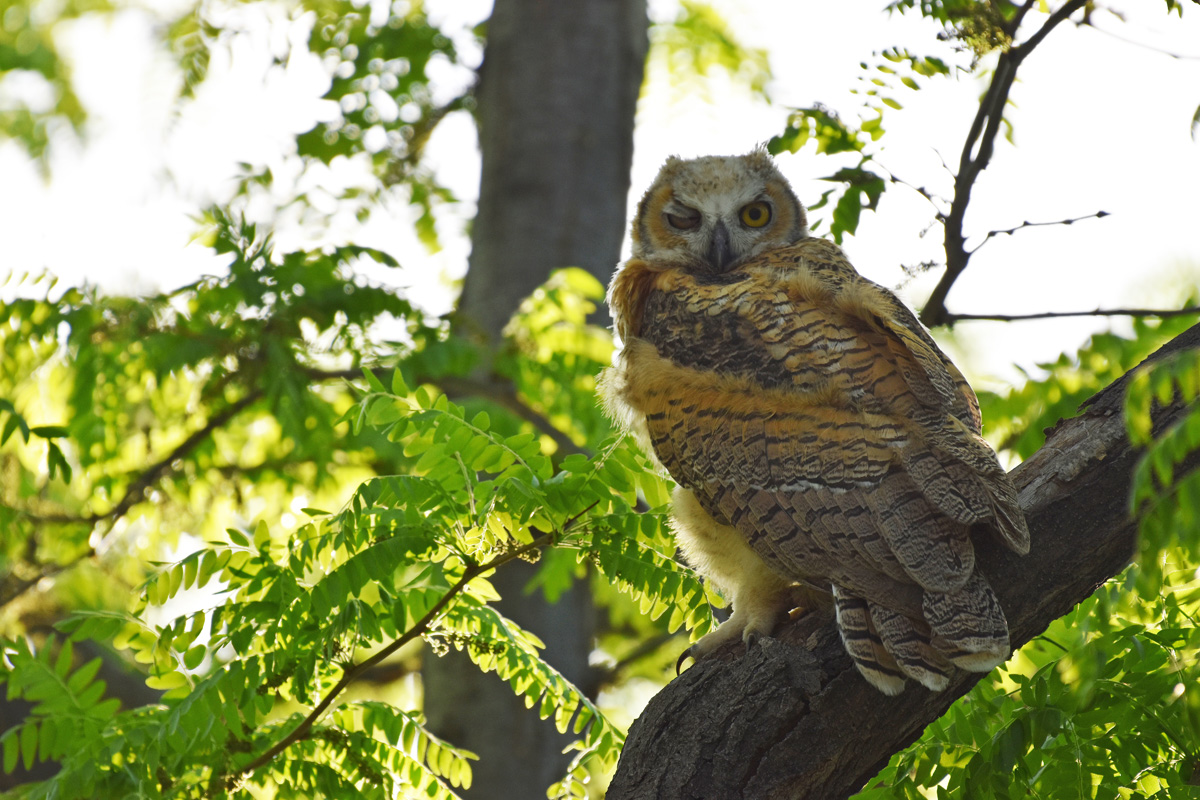 WHAT TO SEE NOW: GREAT HORNED OWLS - Colorado Outdoors Online