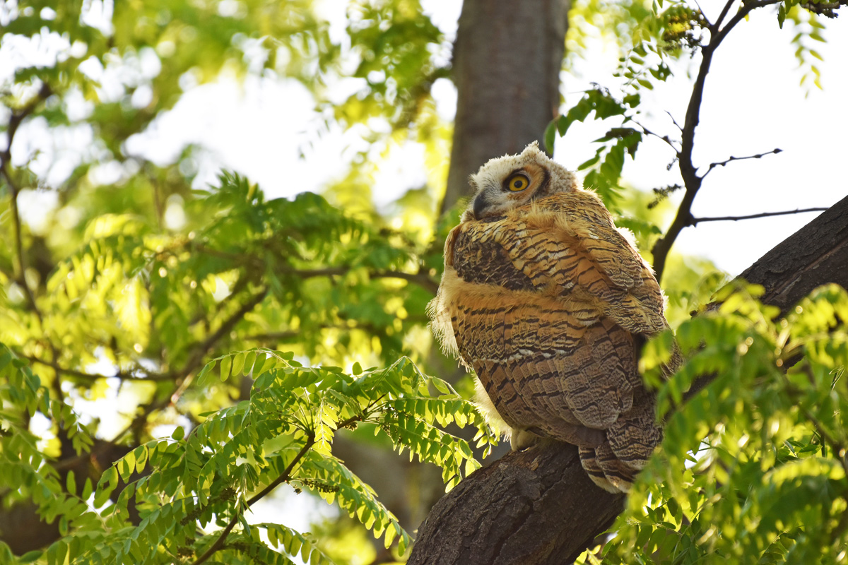 WHAT TO SEE NOW: GREAT HORNED OWLS - Colorado Outdoors Online