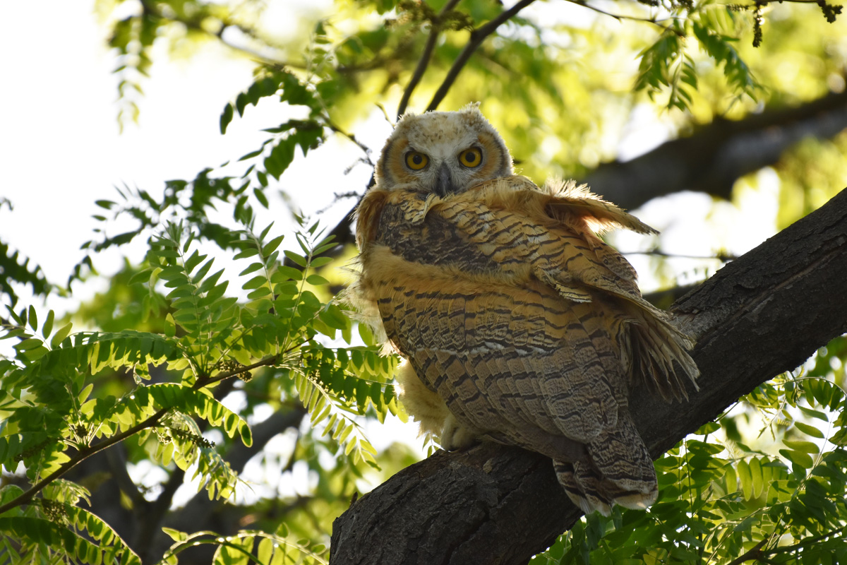 WHAT TO SEE NOW: GREAT HORNED OWLS - Colorado Outdoors Online