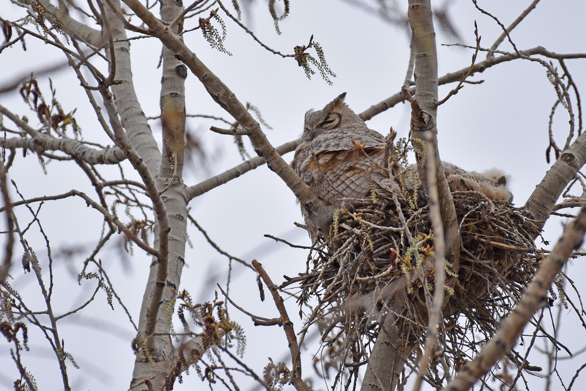 WHAT TO SEE NOW: GREAT HORNED OWLS - Colorado Outdoors Online