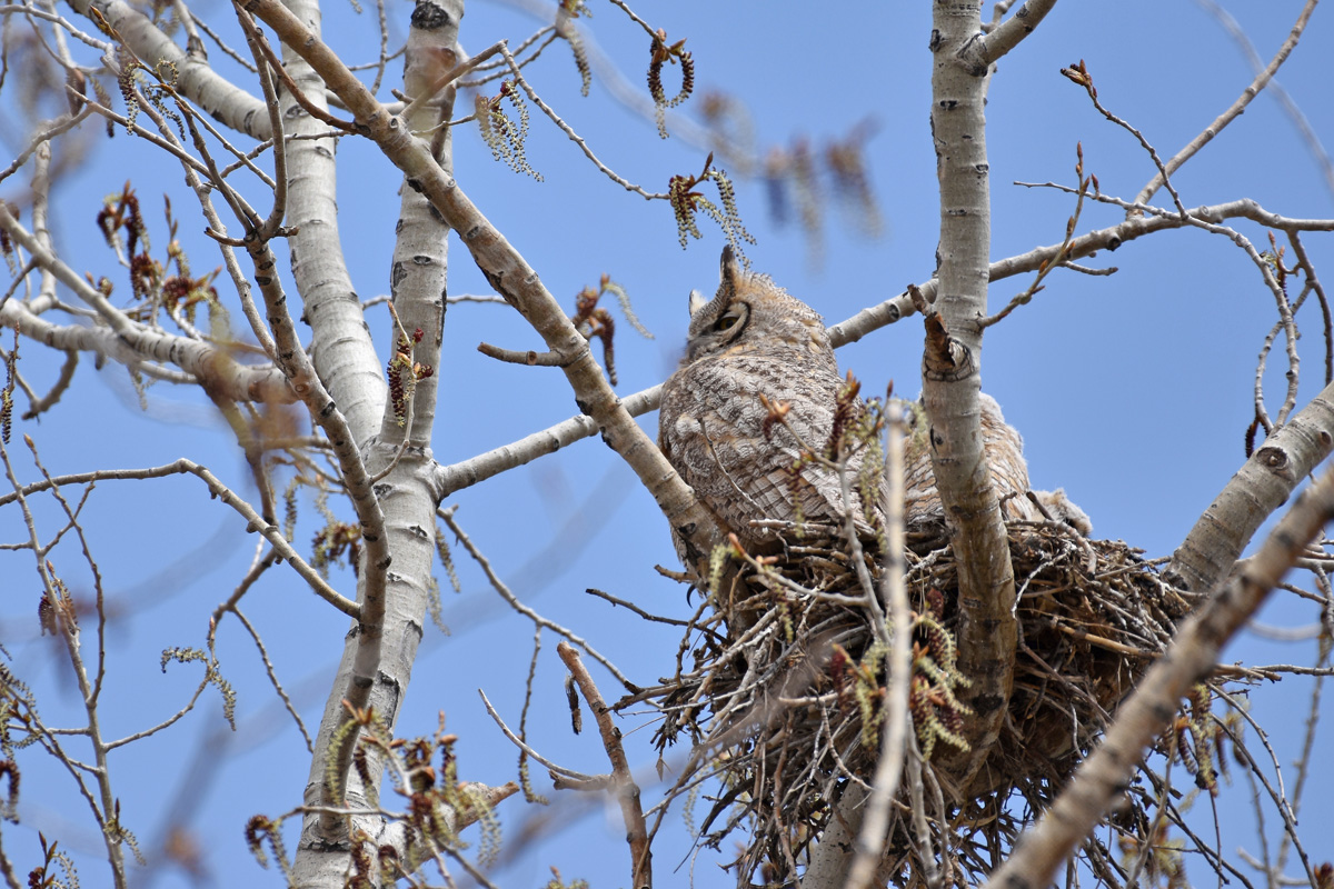 WHAT TO SEE NOW: GREAT HORNED OWLS - Colorado Outdoors Online