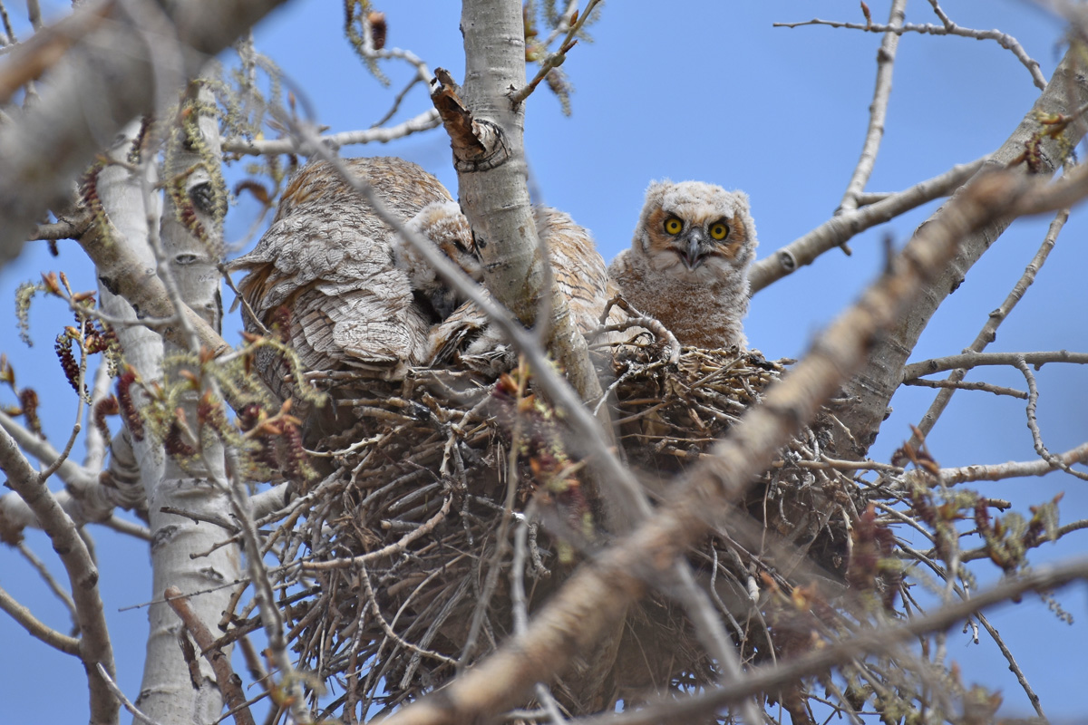 WHAT TO SEE NOW: GREAT HORNED OWLS - Colorado Outdoors Online