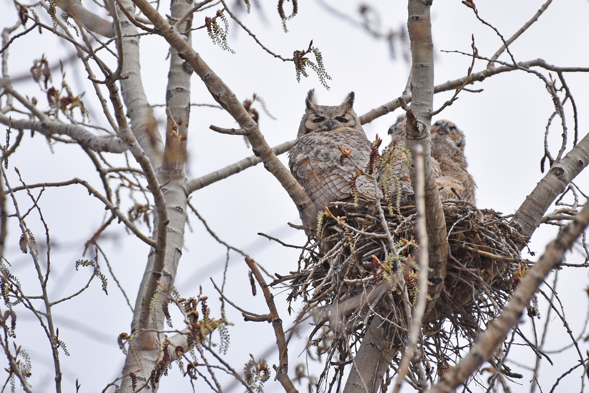 WHAT TO SEE NOW: GREAT HORNED OWLS - Colorado Outdoors Online