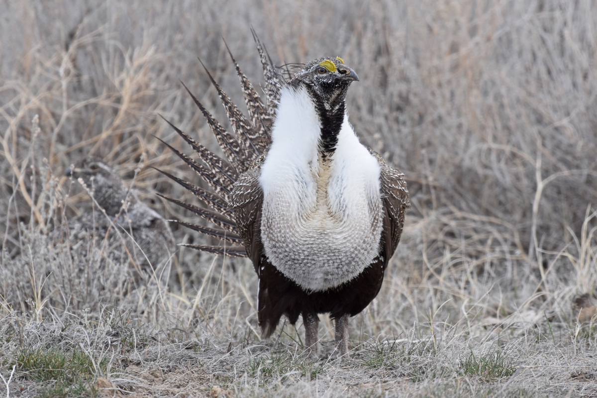 Grouse Getaway - Colorado Outdoors Online