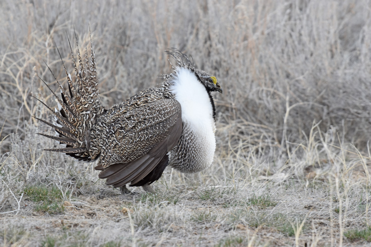 Grouse Getaway - Colorado Outdoors Online