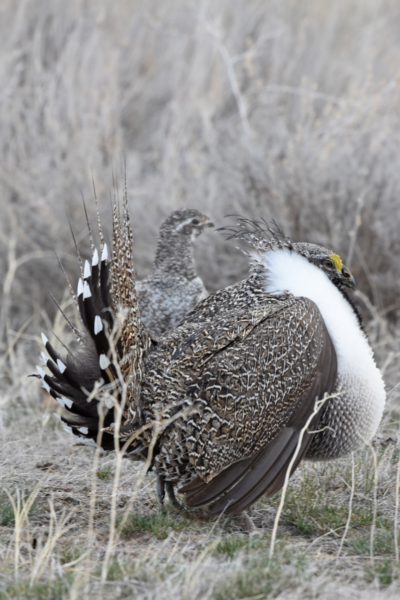 Grouse Getaway - Colorado Outdoors Online