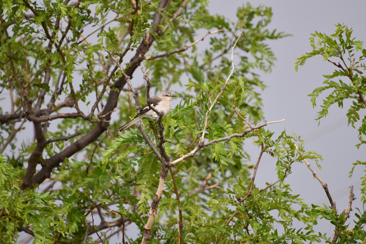 What to See Now: Mockingbirds - Colorado Outdoors Online