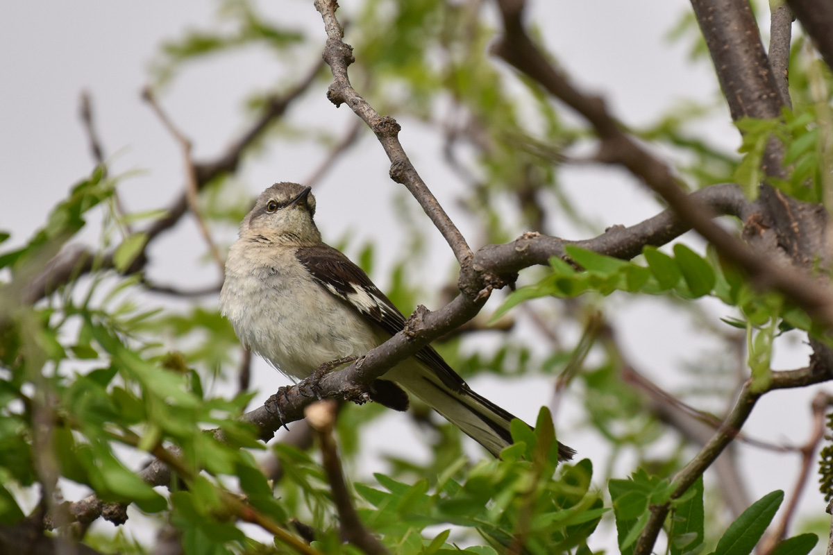 What to See Now: Mockingbirds - Colorado Outdoors Online