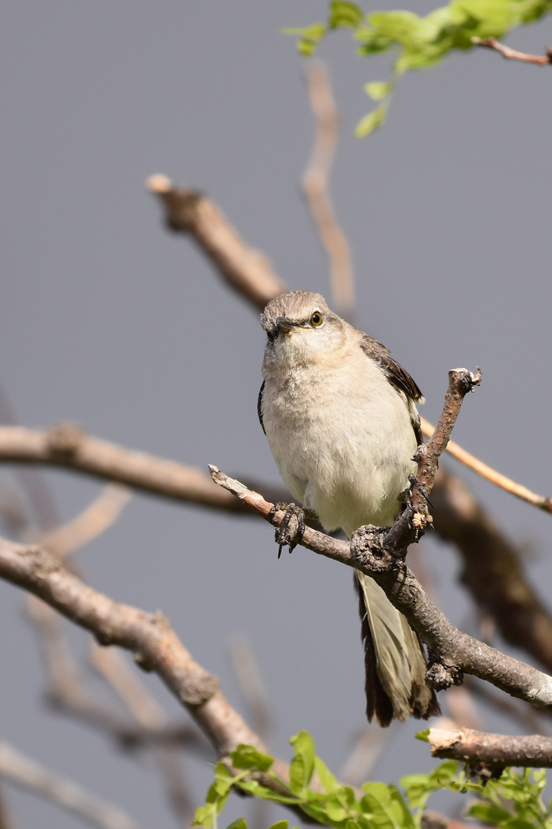 What to See Now: Mockingbirds - Colorado Outdoors Online