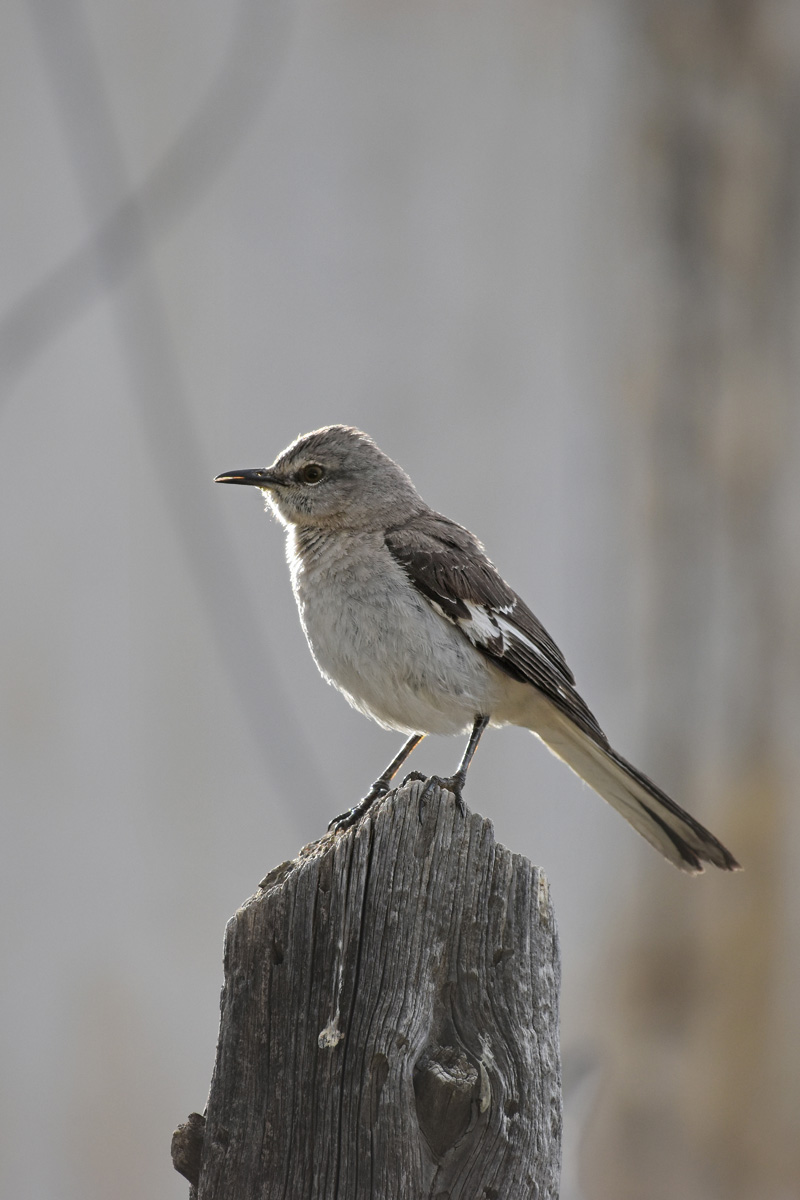 What to See Now: Mockingbirds - Colorado Outdoors Online