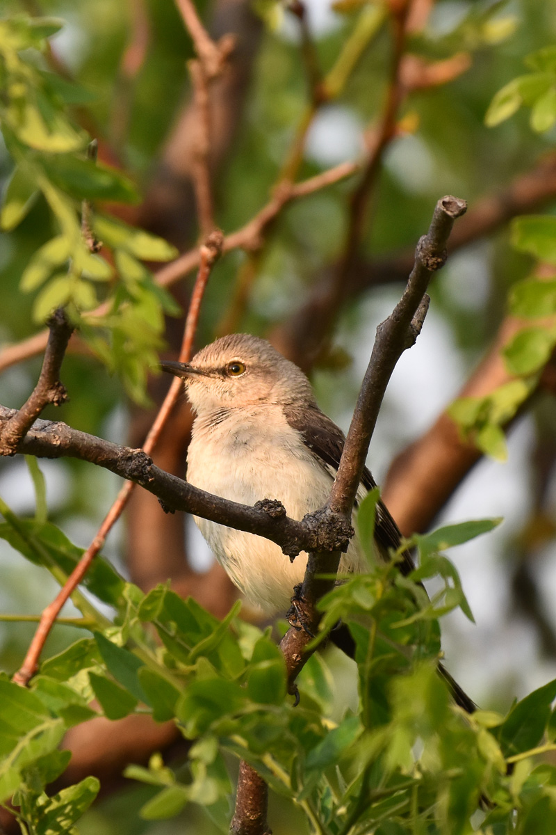 What to See Now: Mockingbirds - Colorado Outdoors Online