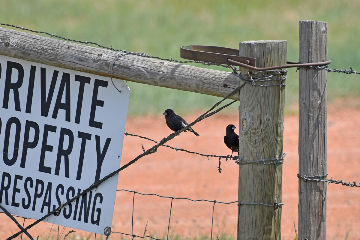What to See Now: Lark Buntings - Colorado Outdoors Online