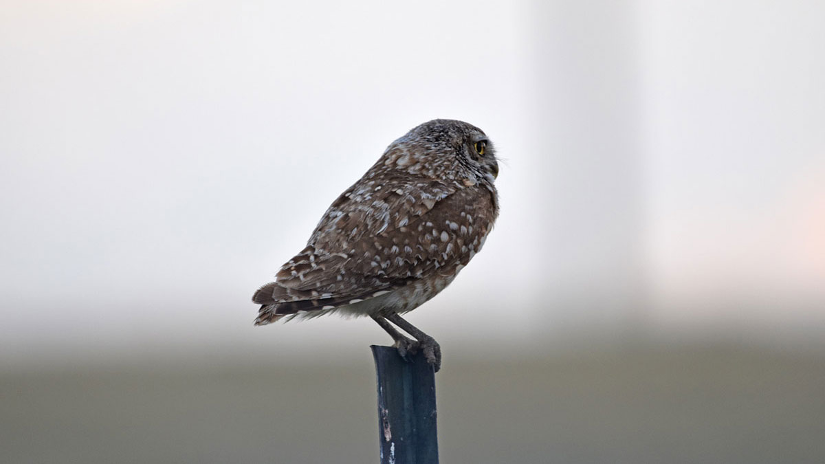Burrowing Owls - Colorado Outdoors Online