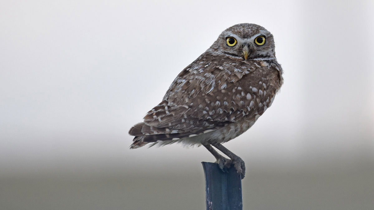 Burrowing Owls - Colorado Outdoors Online