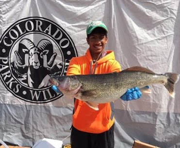 Volunteering for the Walleye Spawn Operation - Colorado Outdoors Online