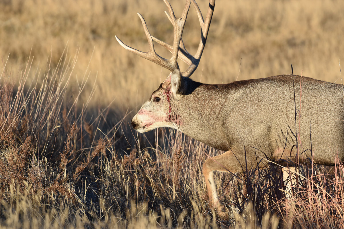 Battle Scars - Colorado Outdoors Online