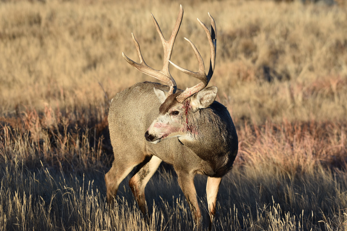 Battle Scars - Colorado Outdoors Online