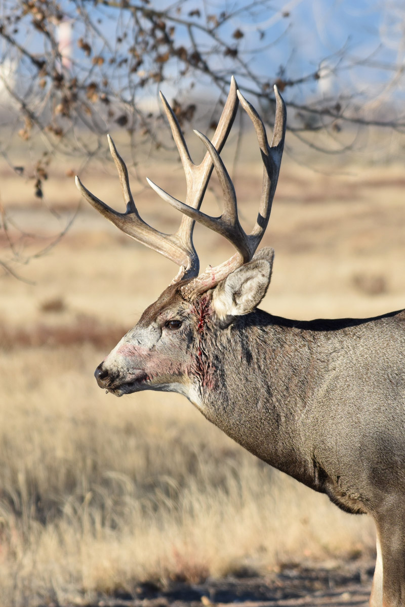 Battle Scars - Colorado Outdoors Online