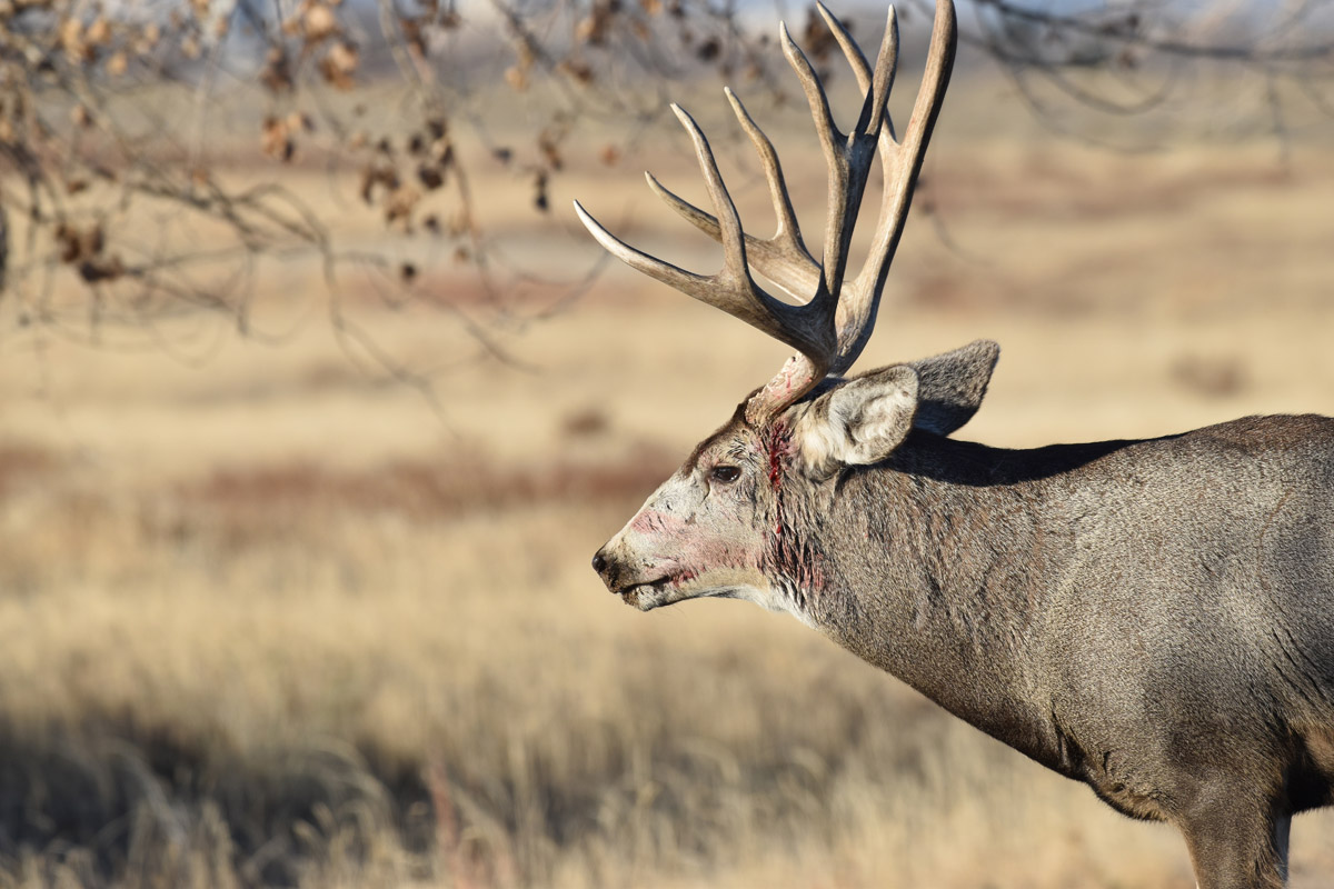 Battle Scars - Colorado Outdoors Online