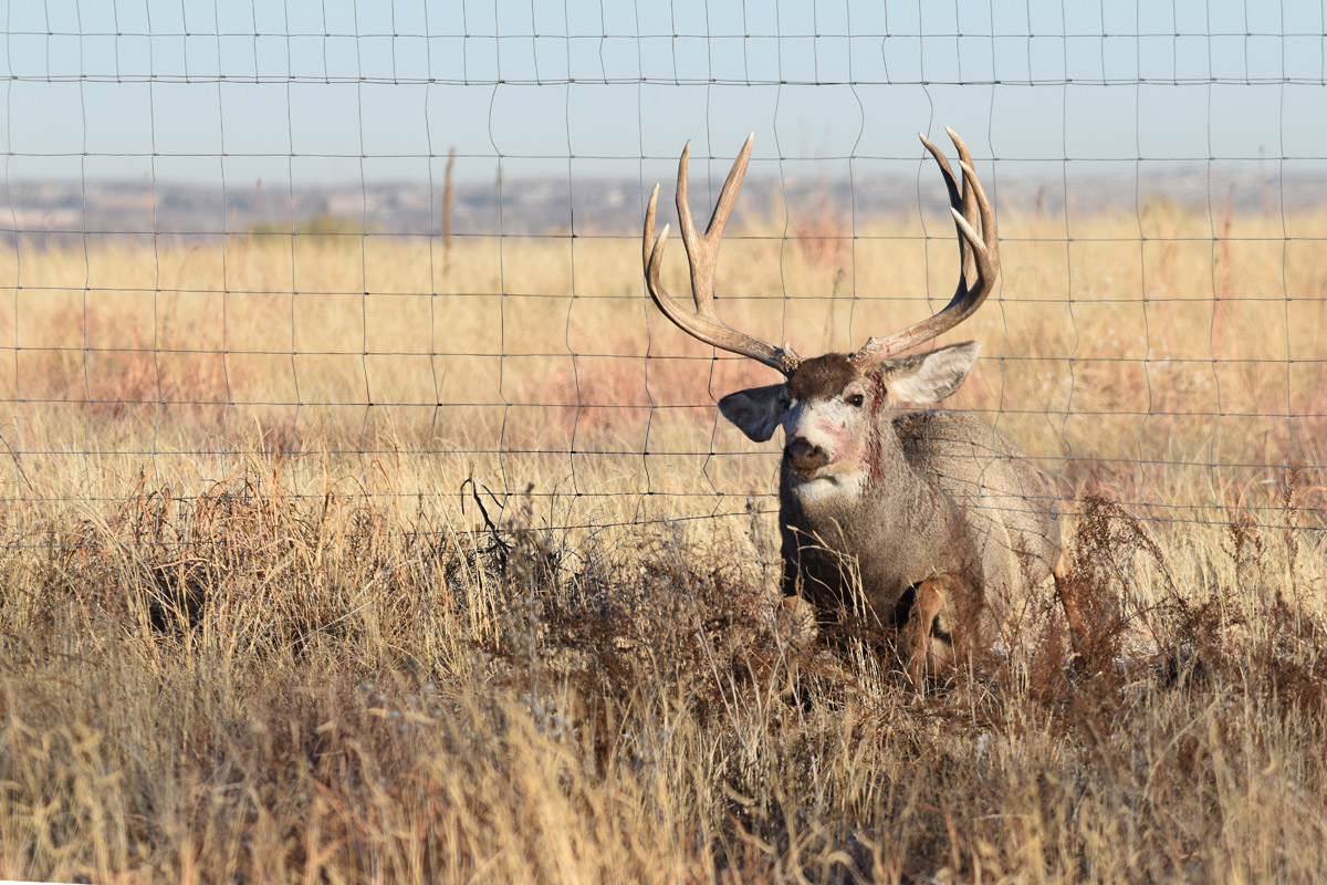Battle Scars - Colorado Outdoors Online