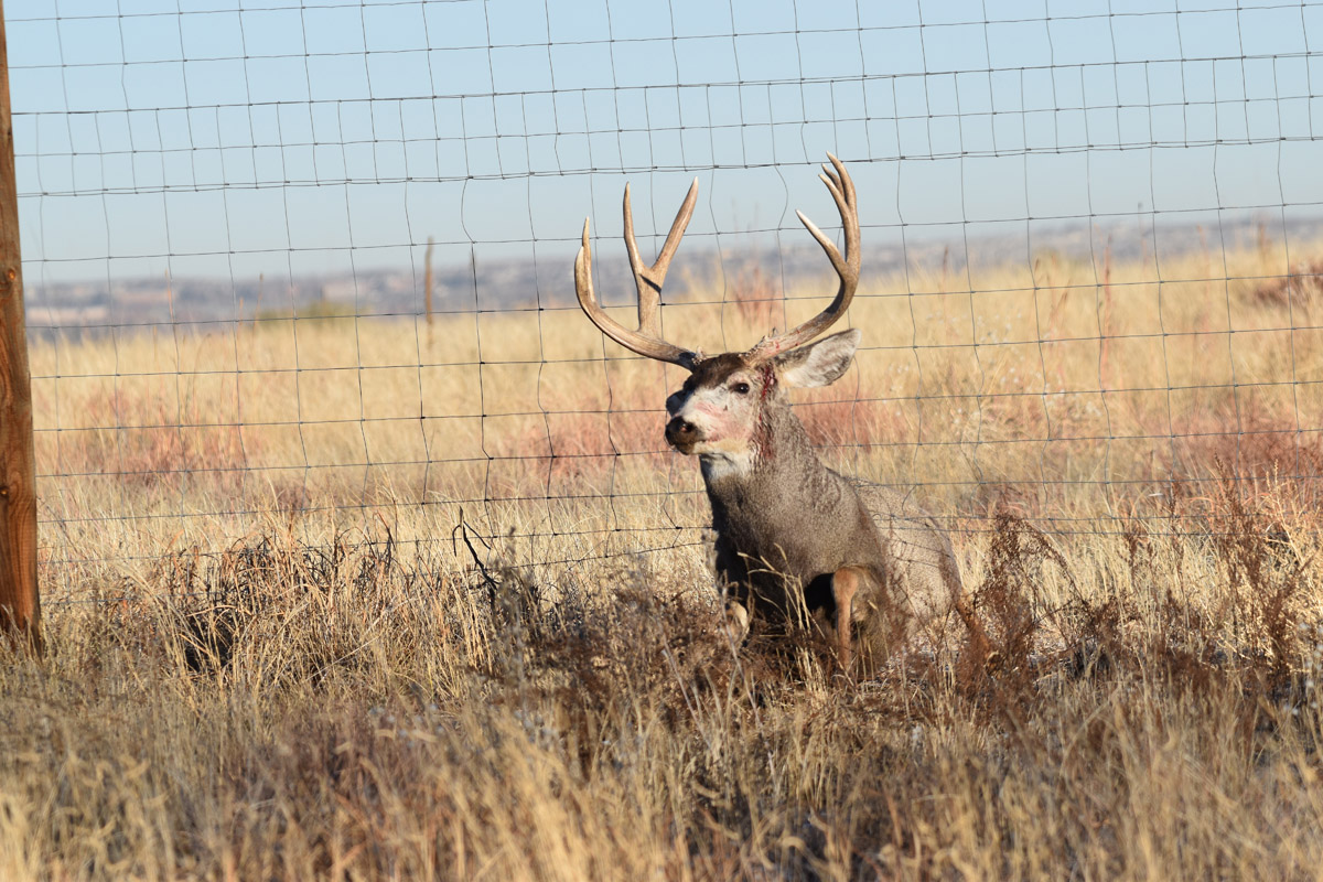 Battle Scars - Colorado Outdoors Online