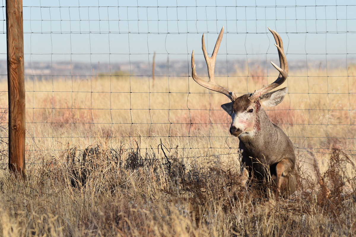 Battle Scars - Colorado Outdoors Online