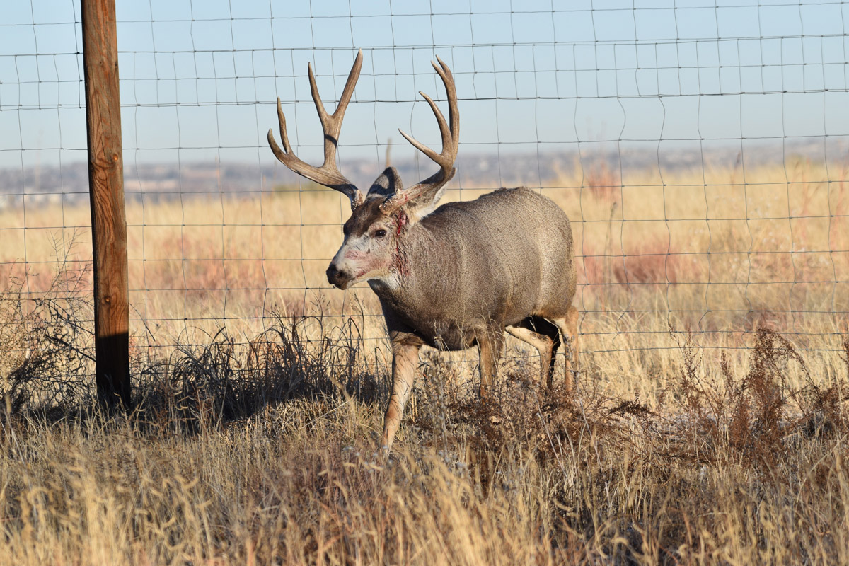 Battle Scars - Colorado Outdoors Online