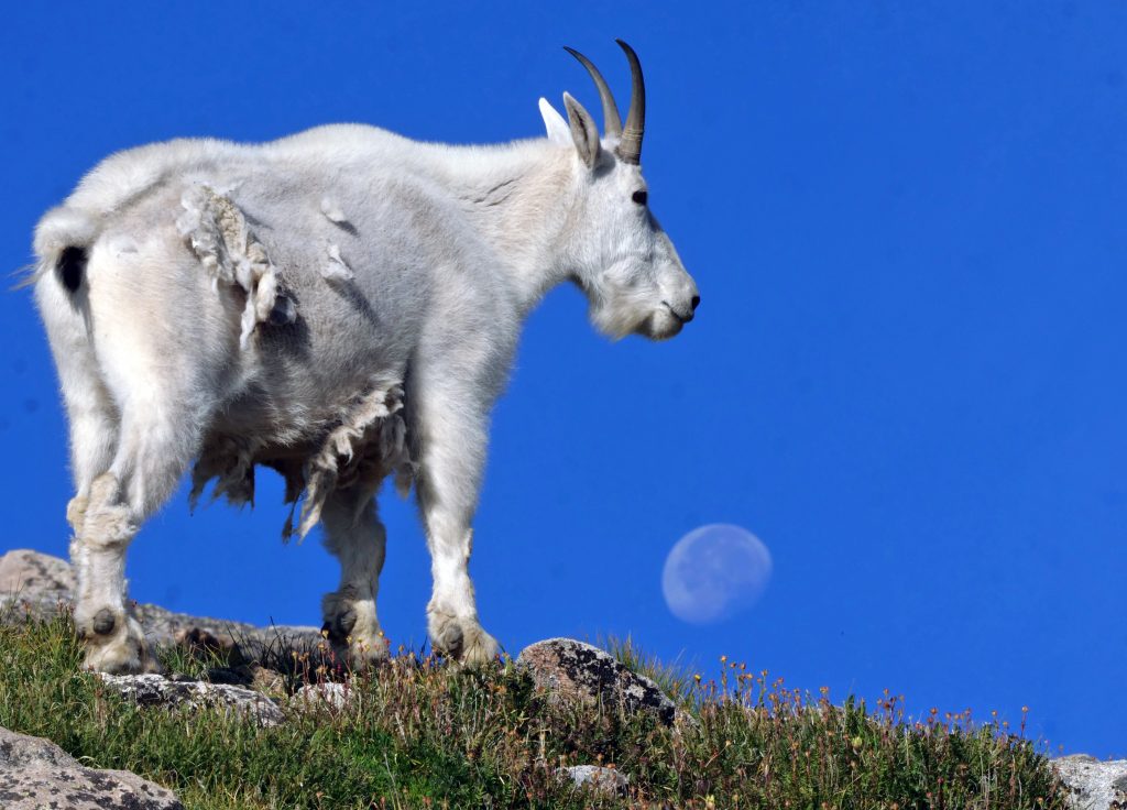 The Luck of the Draw: My First Colorado Goat License (Part 2 ...