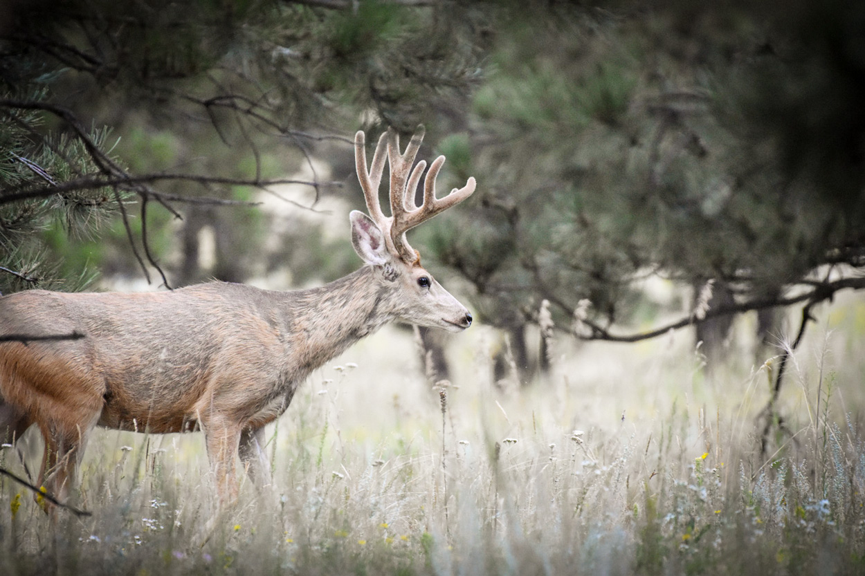 Colorado’s Next State Park - Colorado Outdoors Online