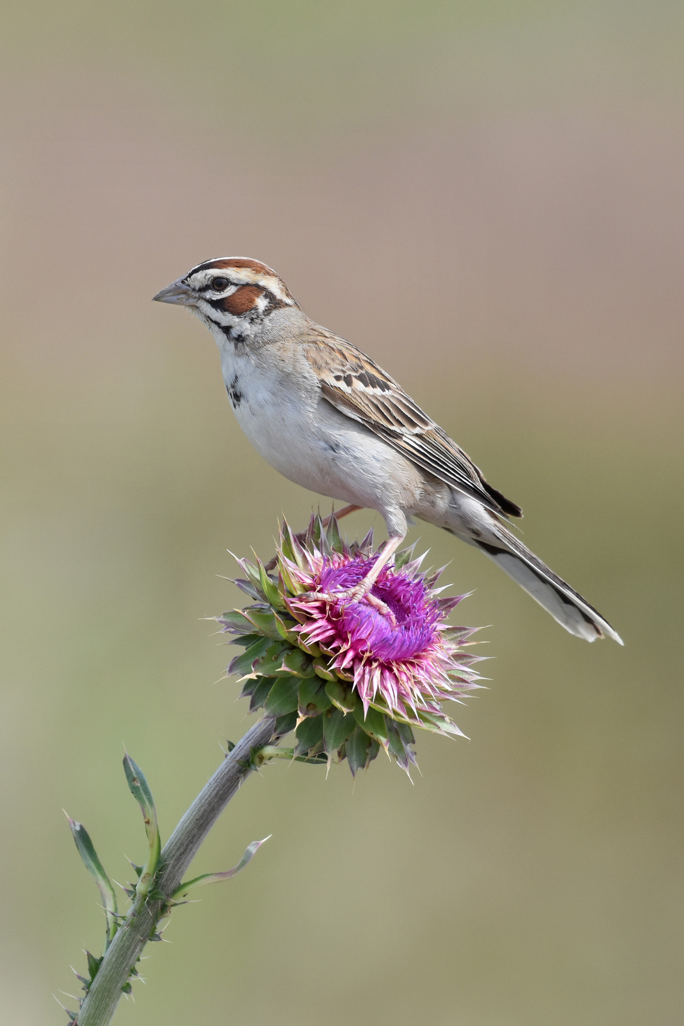 Slow Your Roll - Colorado Outdoors Online