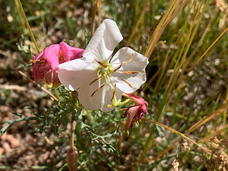 Colorado Trails Adventures - Colorado Outdoors Online