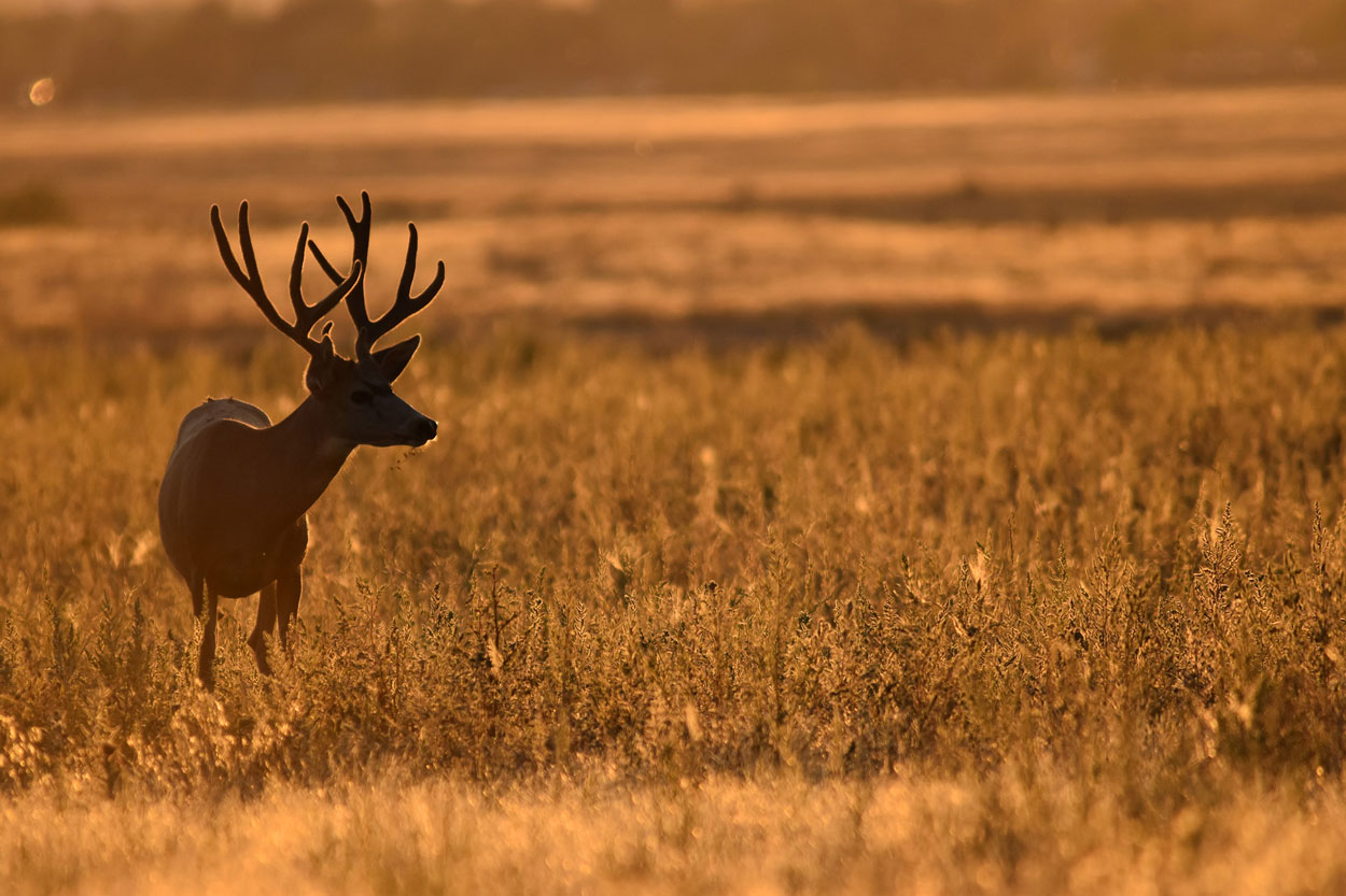 Colorado's Iconic Mule Deer - Colorado Outdoors Online