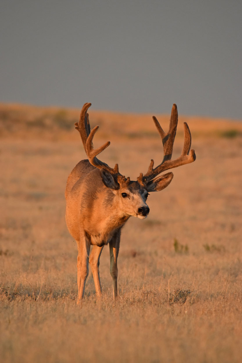 Colorado's Iconic Mule Deer - Colorado Outdoors Online