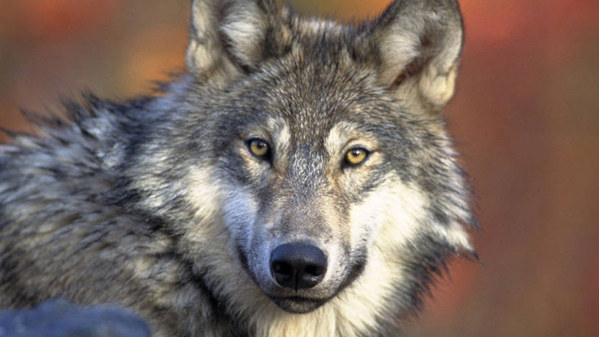 Wolf Update: Restoration and Management Planning - Colorado Outdoors Online