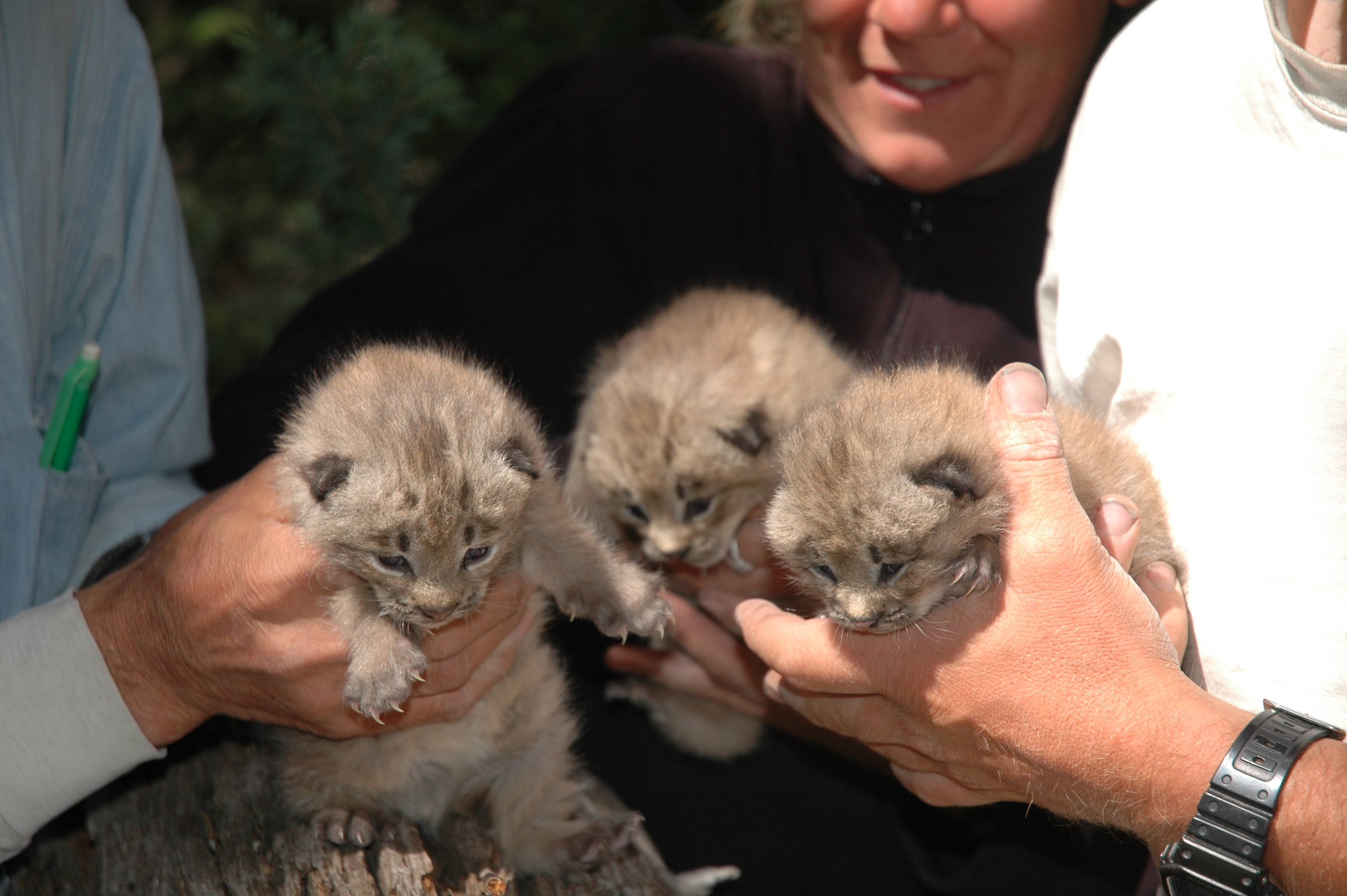 Tracking Lynx Movement in Colorado and Beyond - Colorado Outdoors Online