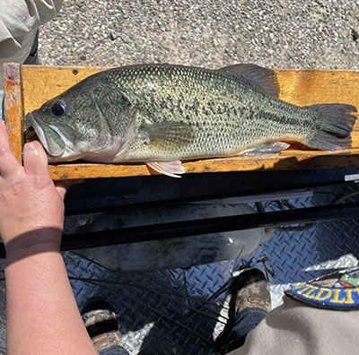 Colorado Bass Fishing: Sweitzer Lake State Park - Colorado Outdoors Online