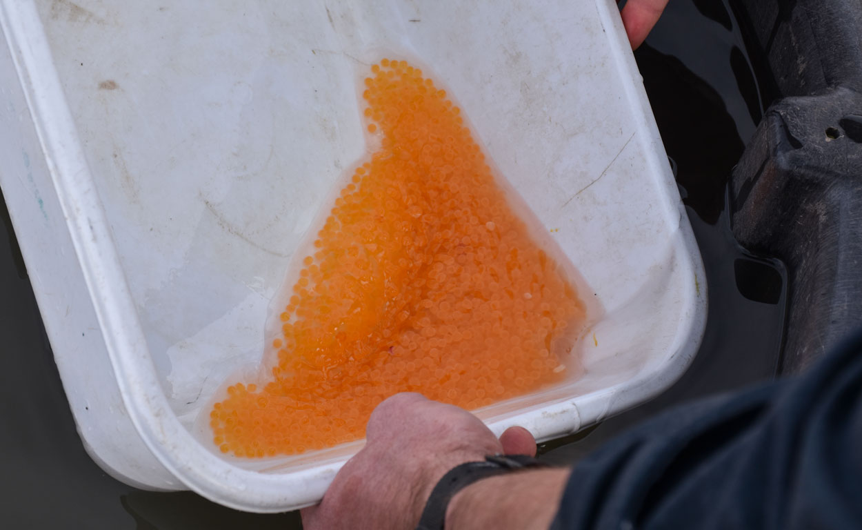 Colorado Outdoors Podcast: Episode 22 - Record Year for Kokanee ...